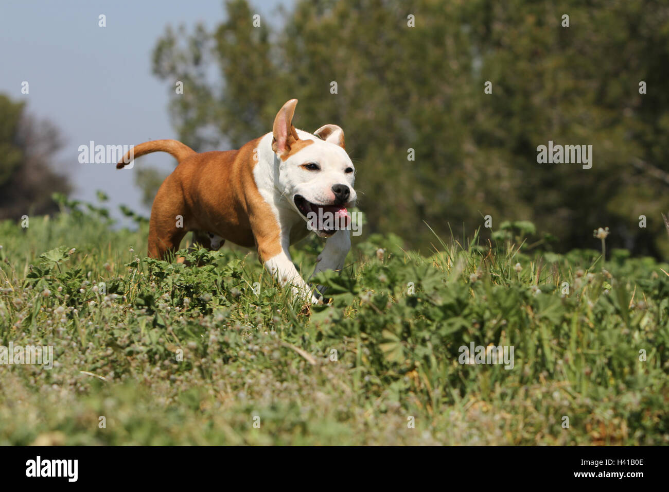 Dog American Staffordshire Terrier / Amstaff / adult running in a ...