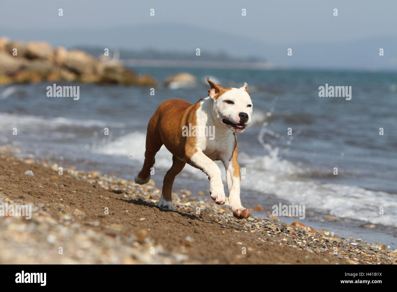 Dog American Staffordshire Terrier / Amstaff / adult red white running ...