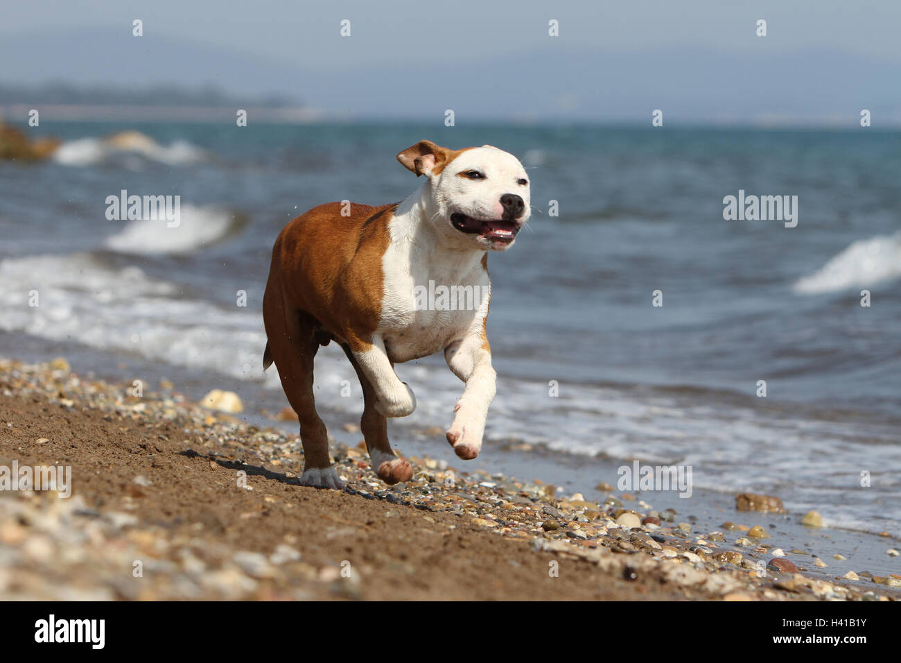 Dog American Staffordshire Terrier / Amstaff / adult red white running ...
