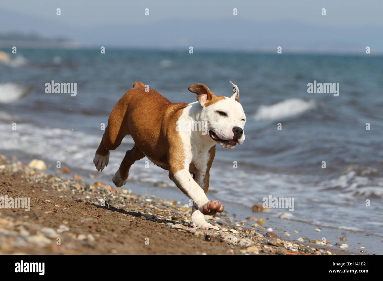 Dog American Staffordshire Terrier / Amstaff / adult red white running ...