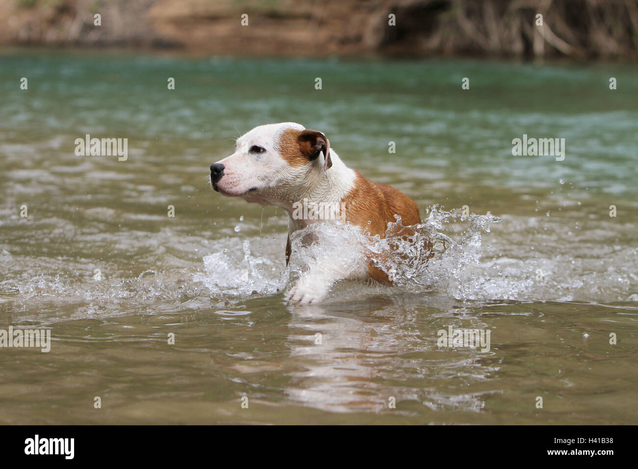 Dog American Staffordshire Terrier / Amstaff / adult short in the river ...