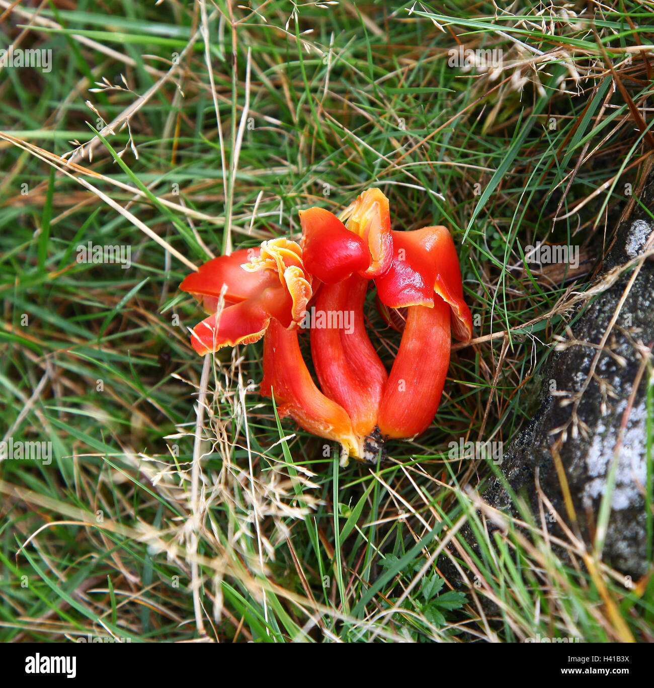 A Scarlet Hood red waxcap fungus (Hygrocybe coccinea) Staffordshire ...