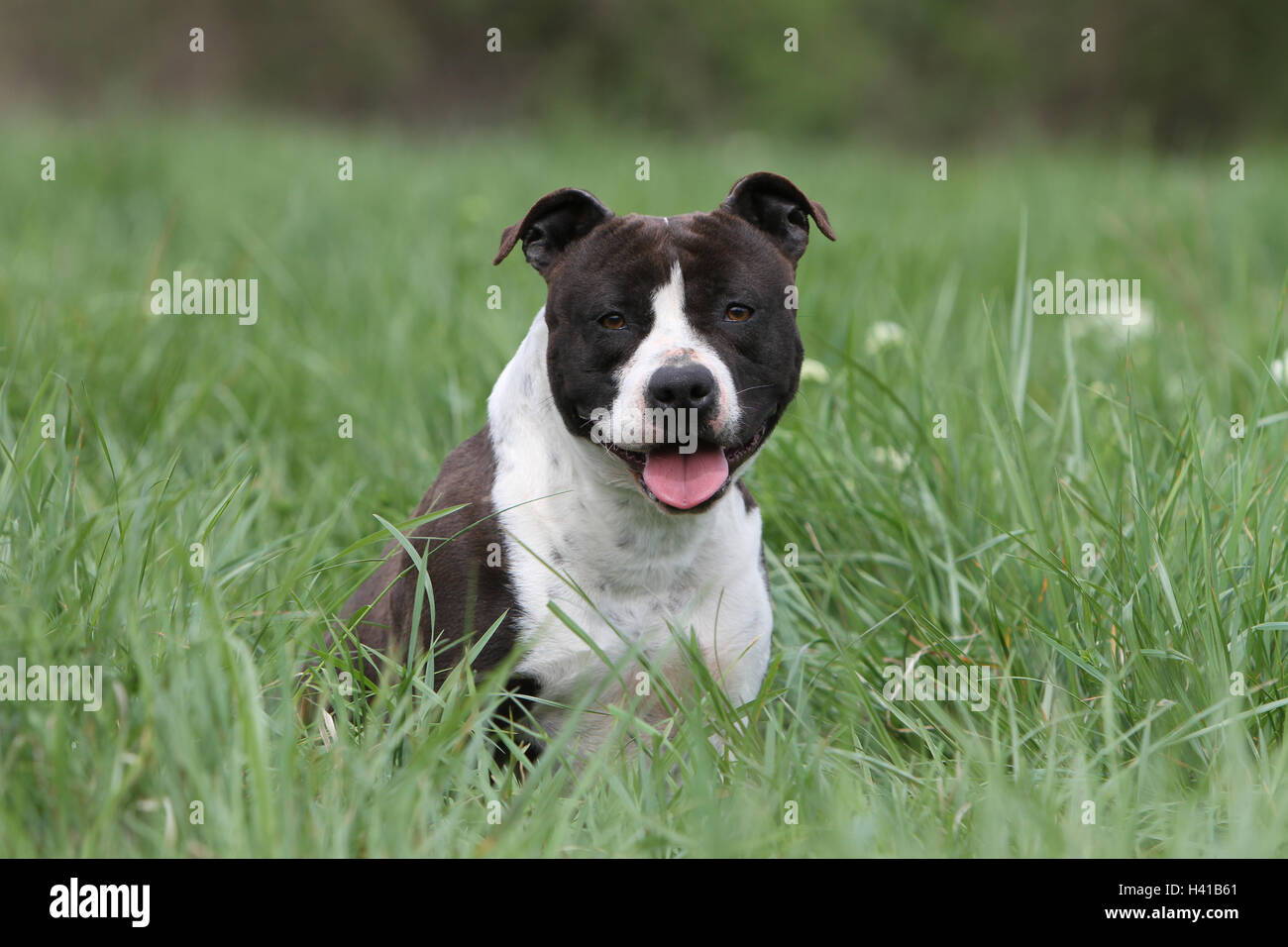 Dog American Staffordshire Terrier / Amstaff / adult running in a ...