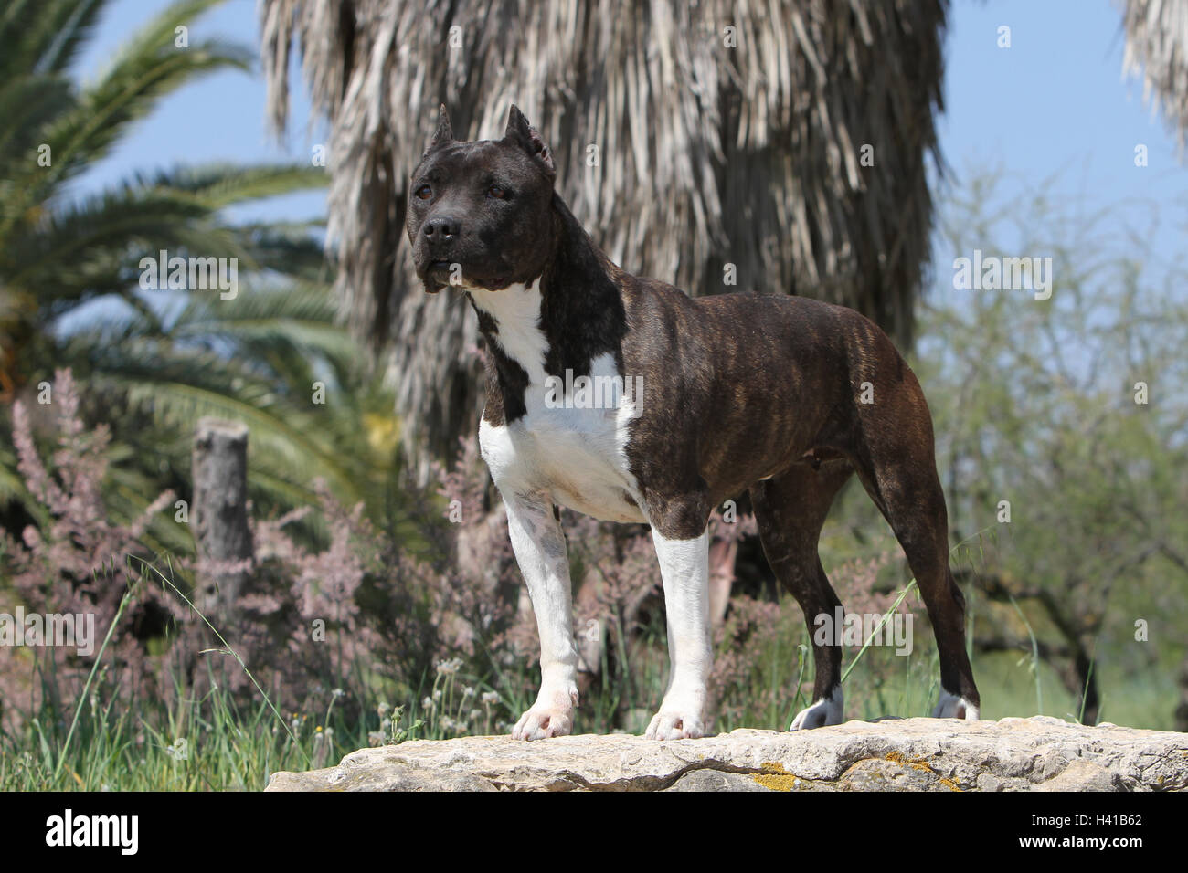 Dog American Staffordshire Terrier / Amstaff / adult standing Stock ...