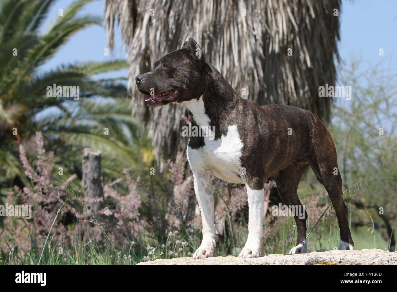 Dog American Staffordshire Terrier / Amstaff / adult standing Stock ...