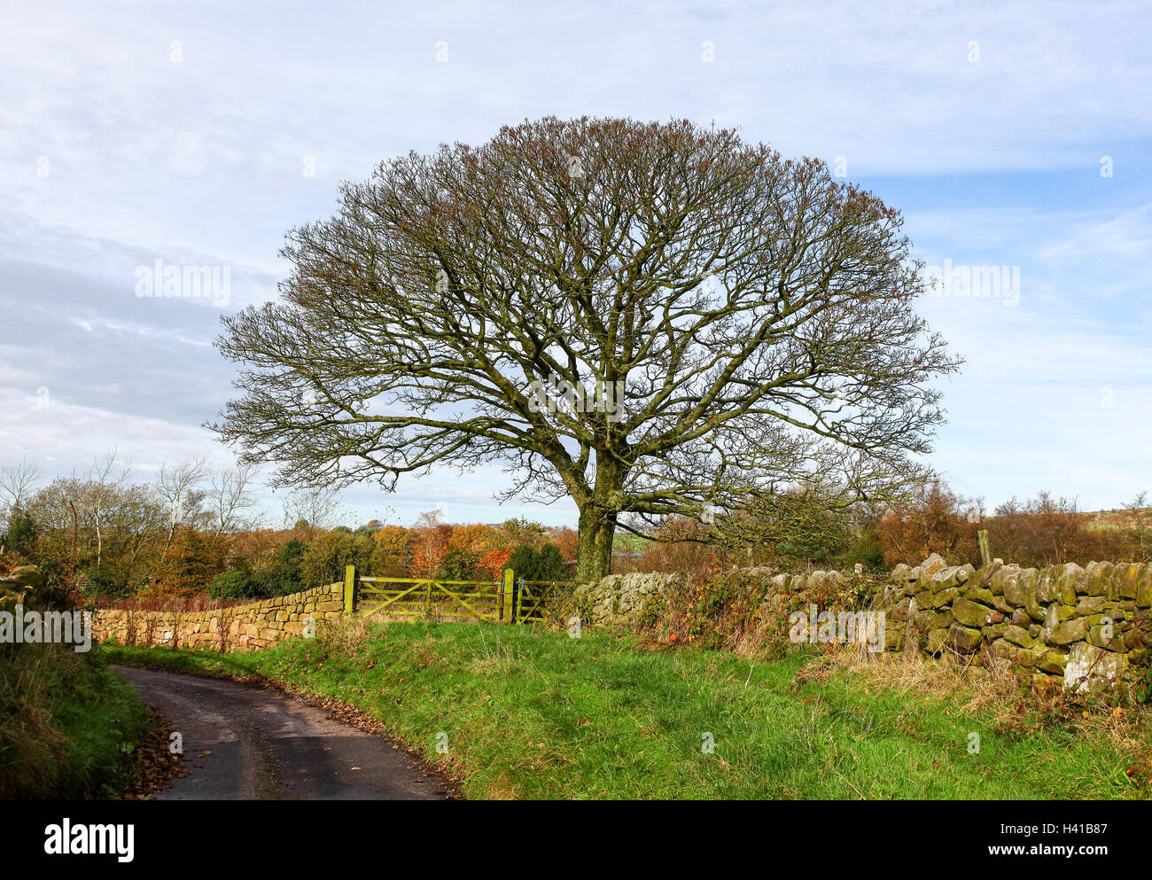 A sycamore (Acer pseudoplatanus) tree without any leaves in early ...