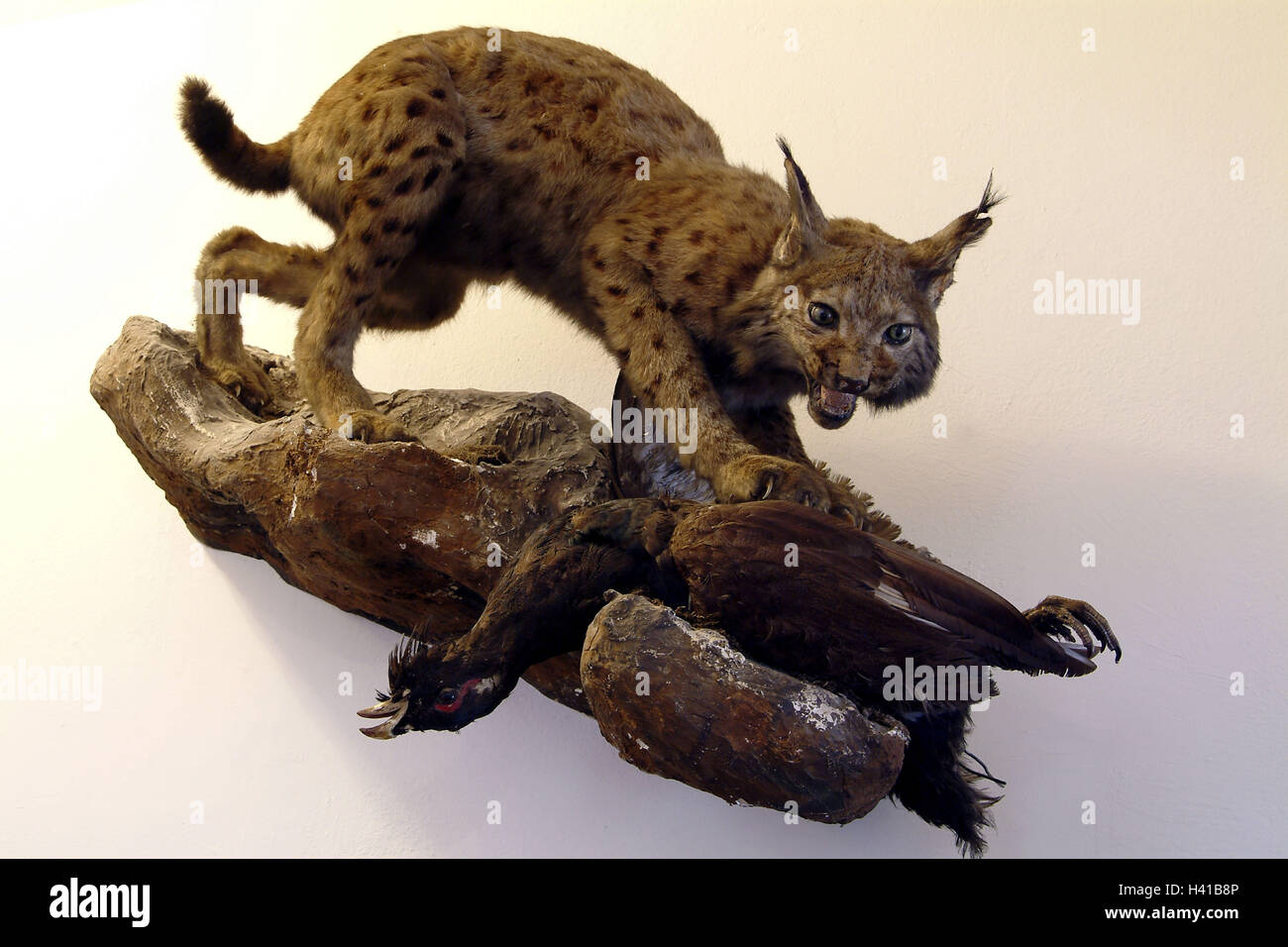 Wall, lynx, stuffed, prey, hunting trophy, trophy, wall decoration ...