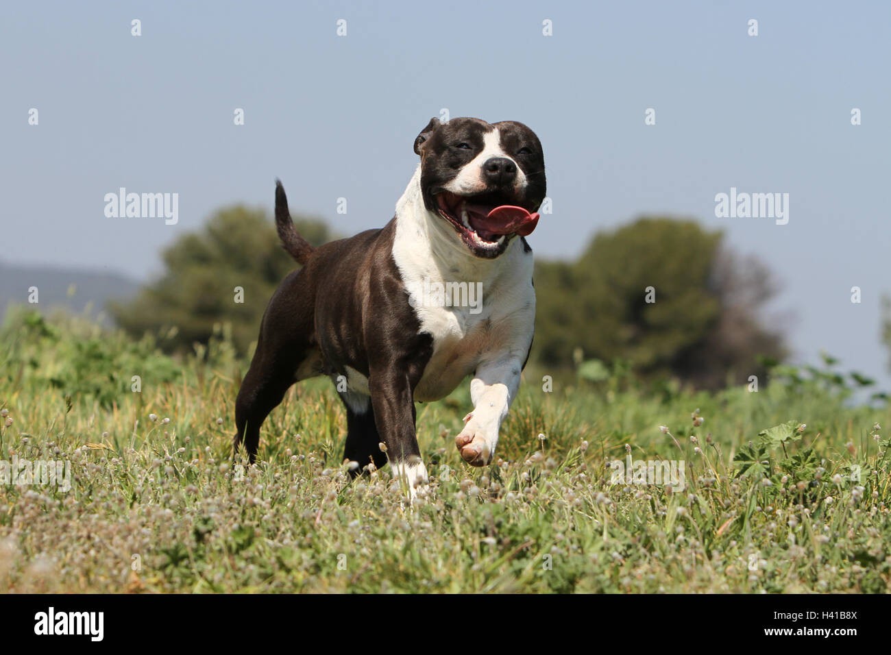 Dog American Staffordshire Terrier / Amstaff / adult standing Stock ...