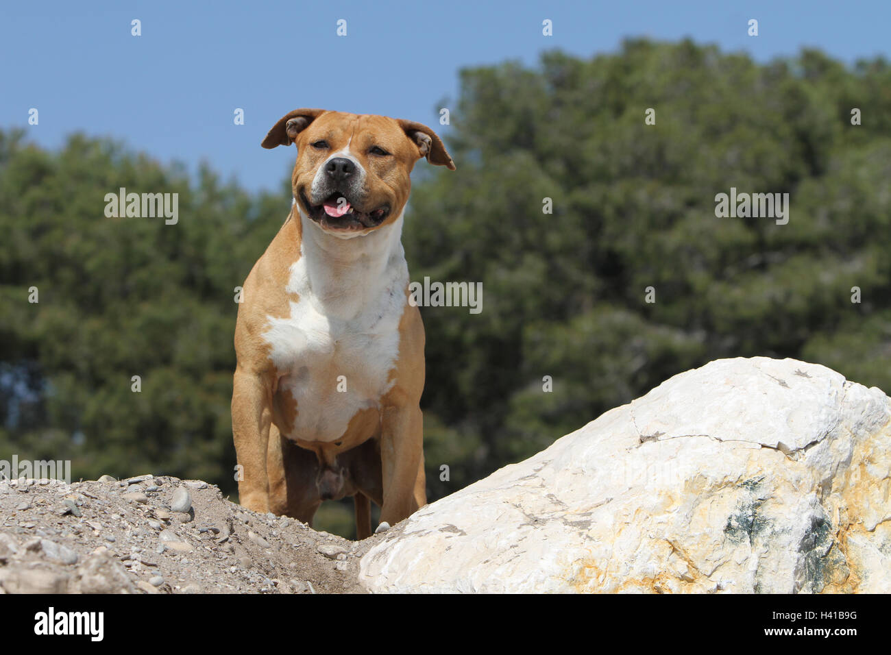 Dog American Staffordshire Terrier / Amstaff / adult standing on rock ...