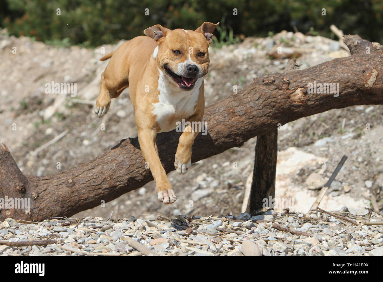 Dog American Staffordshire Terrier / Amstaff jump jumping "to jump ...