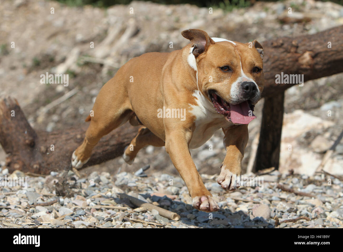 Dog American Staffordshire Terrier / Amstaff jump jumping "to jump ...