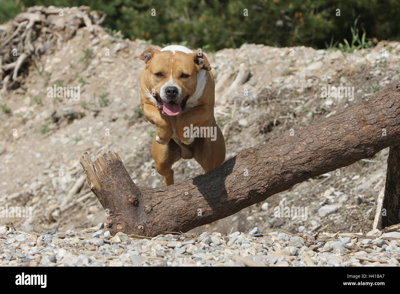 Dog American Staffordshire Terrier / Amstaff jump jumping "to jump ...
