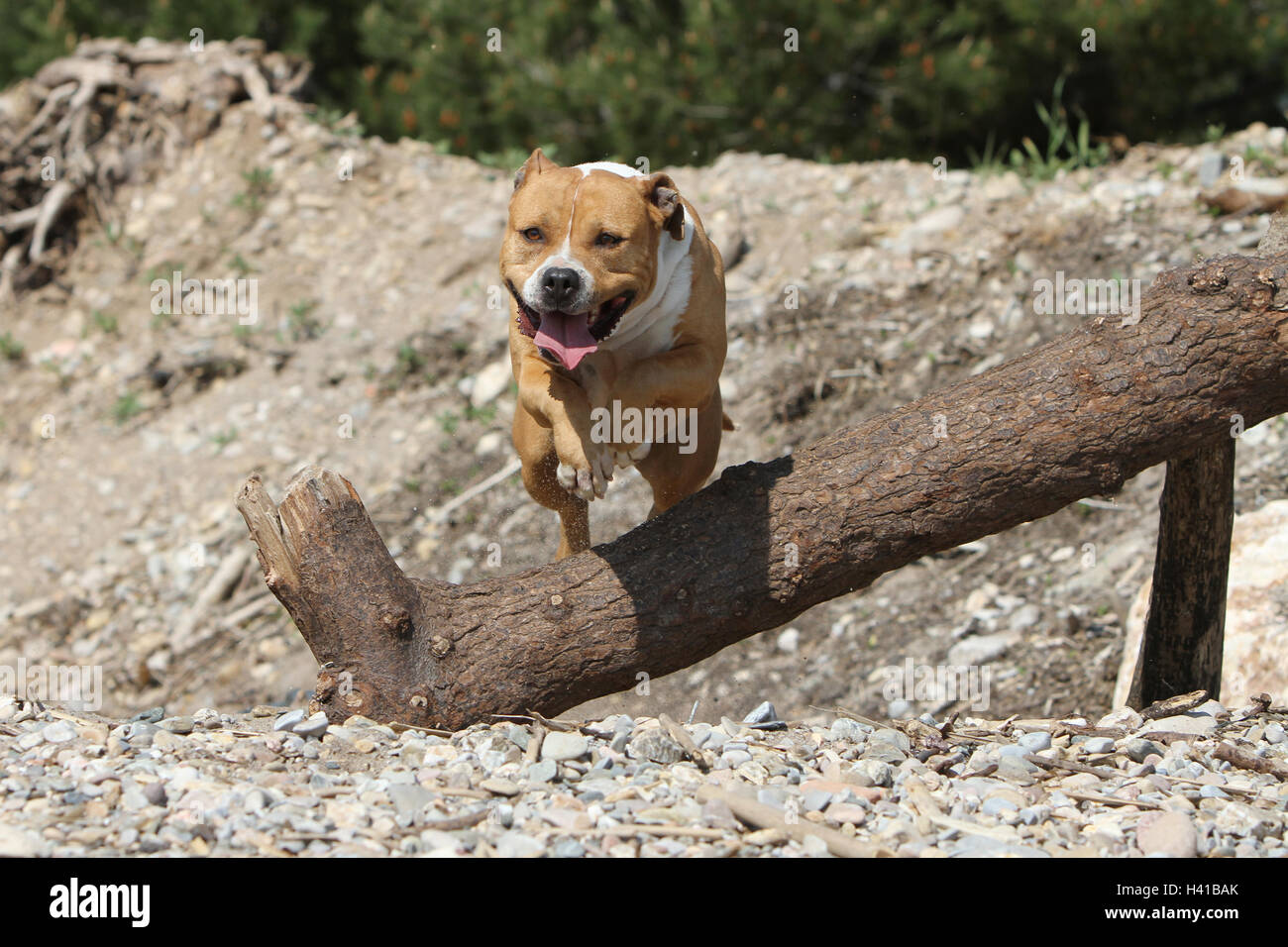 Breedings hi-res stock photography and images - Alamy