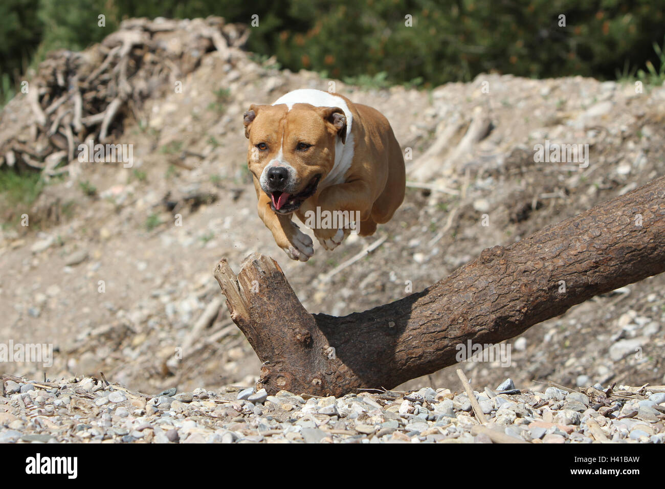 Breedings hi-res stock photography and images - Alamy
