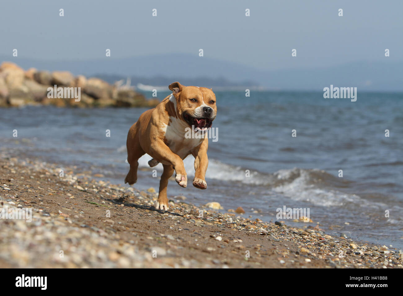 Dog American Staffordshire Terrier / Amstaff / adult red white running ...