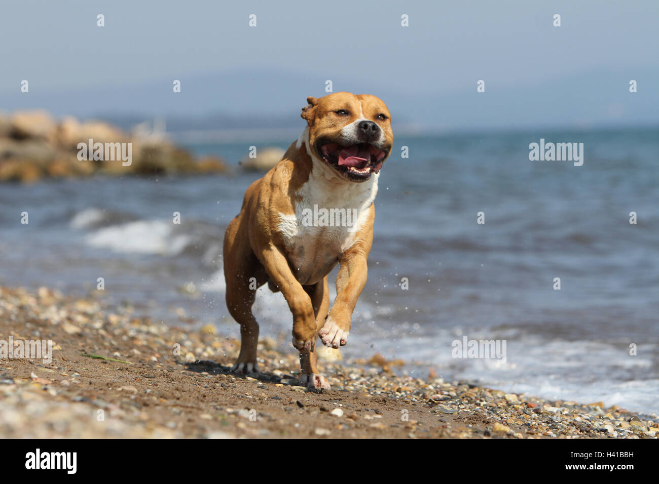 Dog American Staffordshire Terrier / Amstaff / adult red white running ...