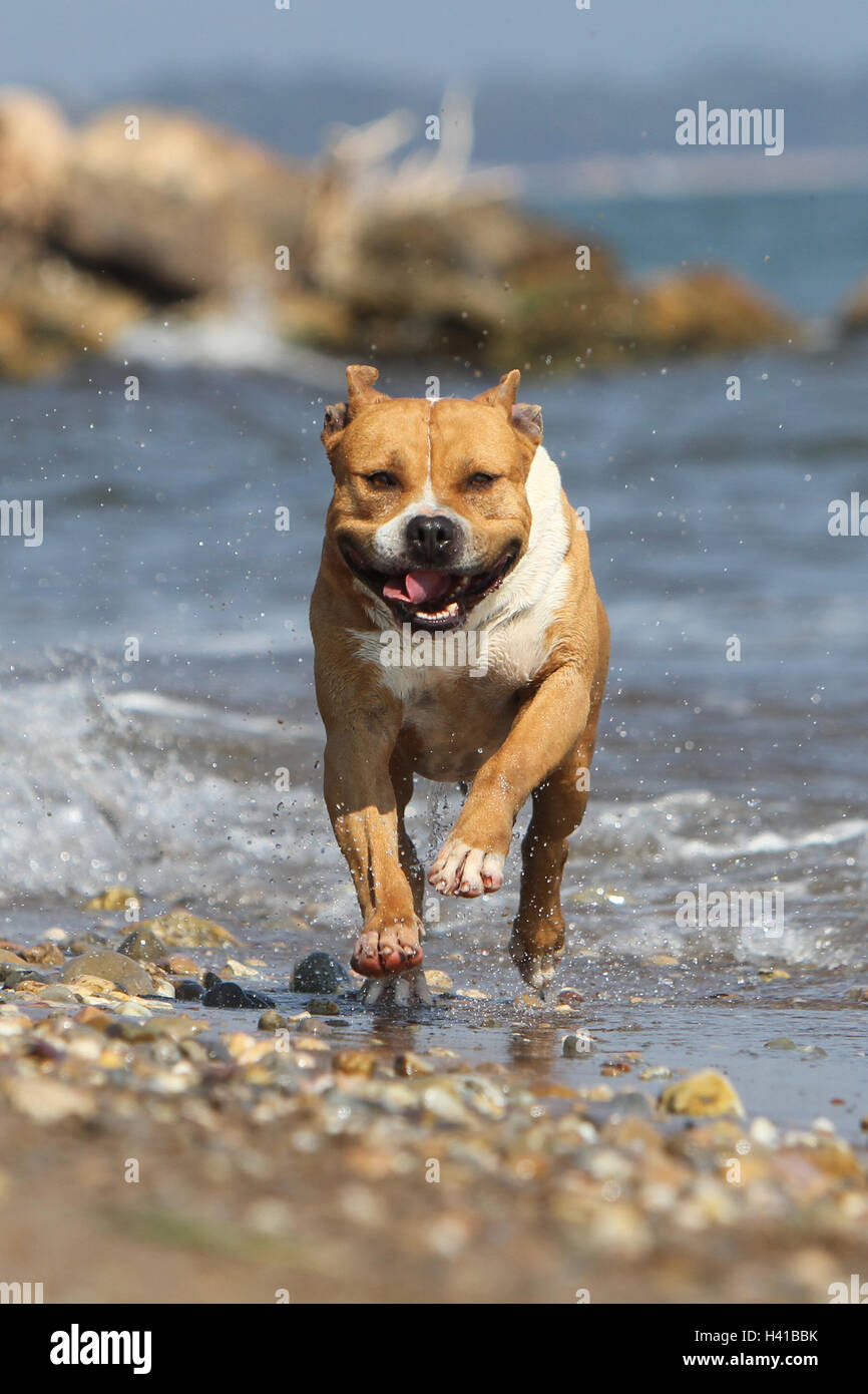 Dog American Staffordshire Terrier / Amstaff / adult red white running ...