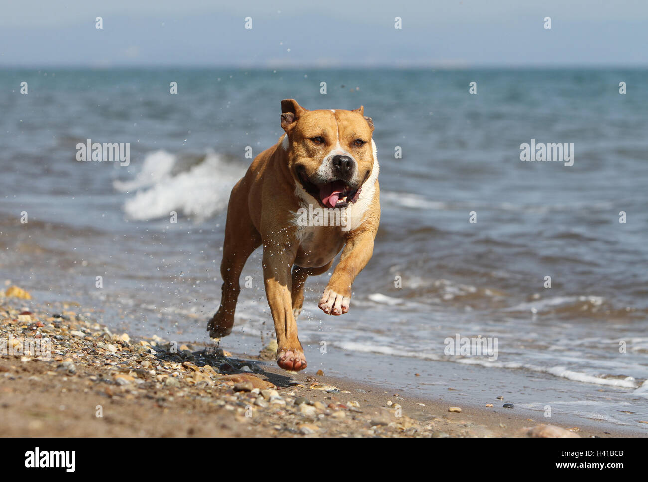 Dog American Staffordshire Terrier / Amstaff / adult red white running ...