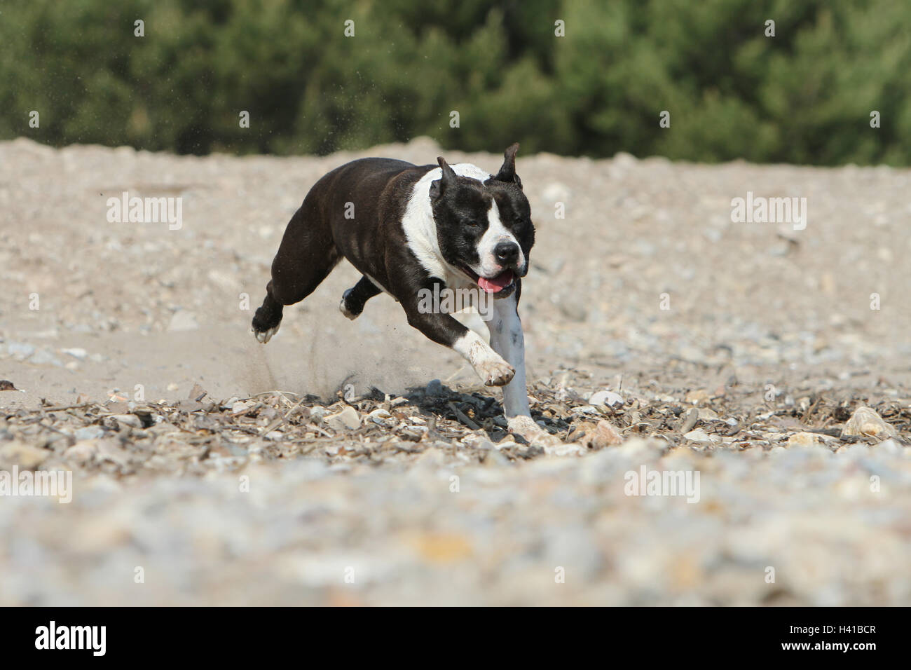 Dog American Staffordshire Terrier / Amstaff / adult black white ...