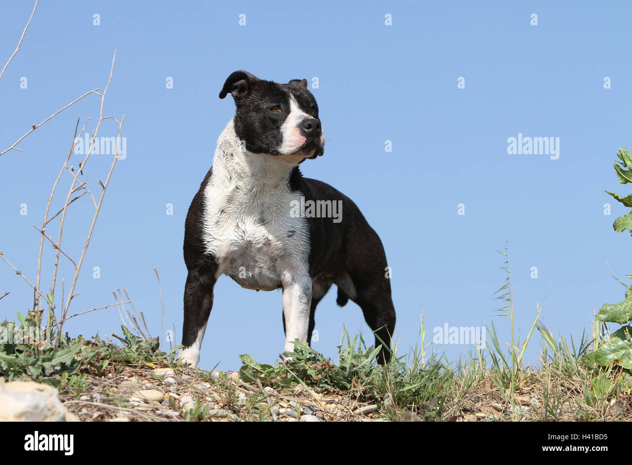 Dog American Staffordshire Terrier / Amstaff / adult standing Stock ...