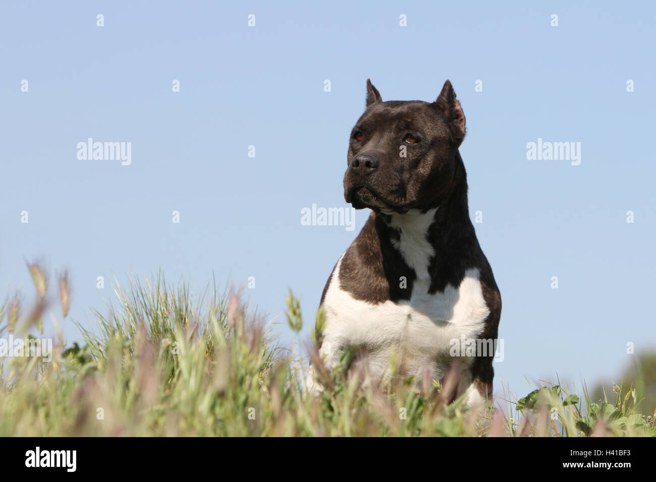 Dog American Staffordshire Terrier / Amstaff adult portrait Stock Photo ...