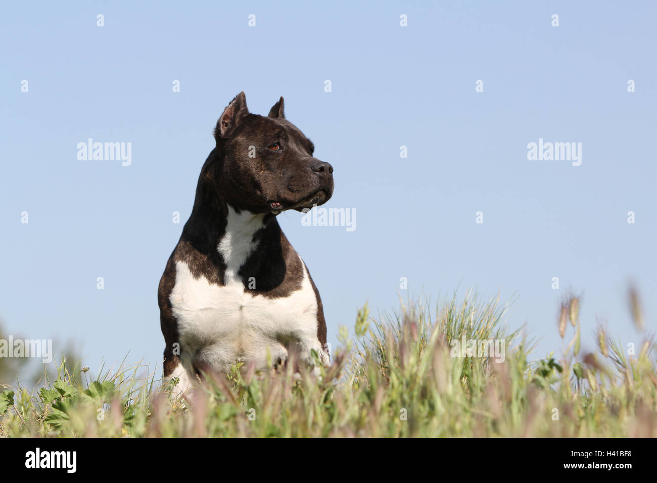 Dog American Staffordshire Terrier / Amstaff adult portrait Stock Photo ...