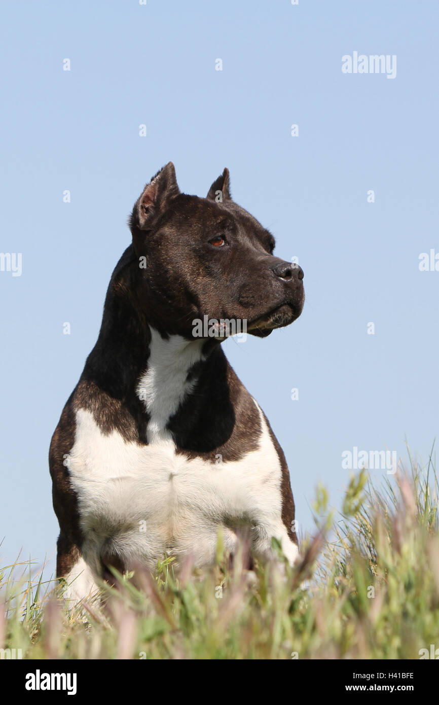 Dog American Staffordshire Terrier / Amstaff adult portrait Stock Photo ...