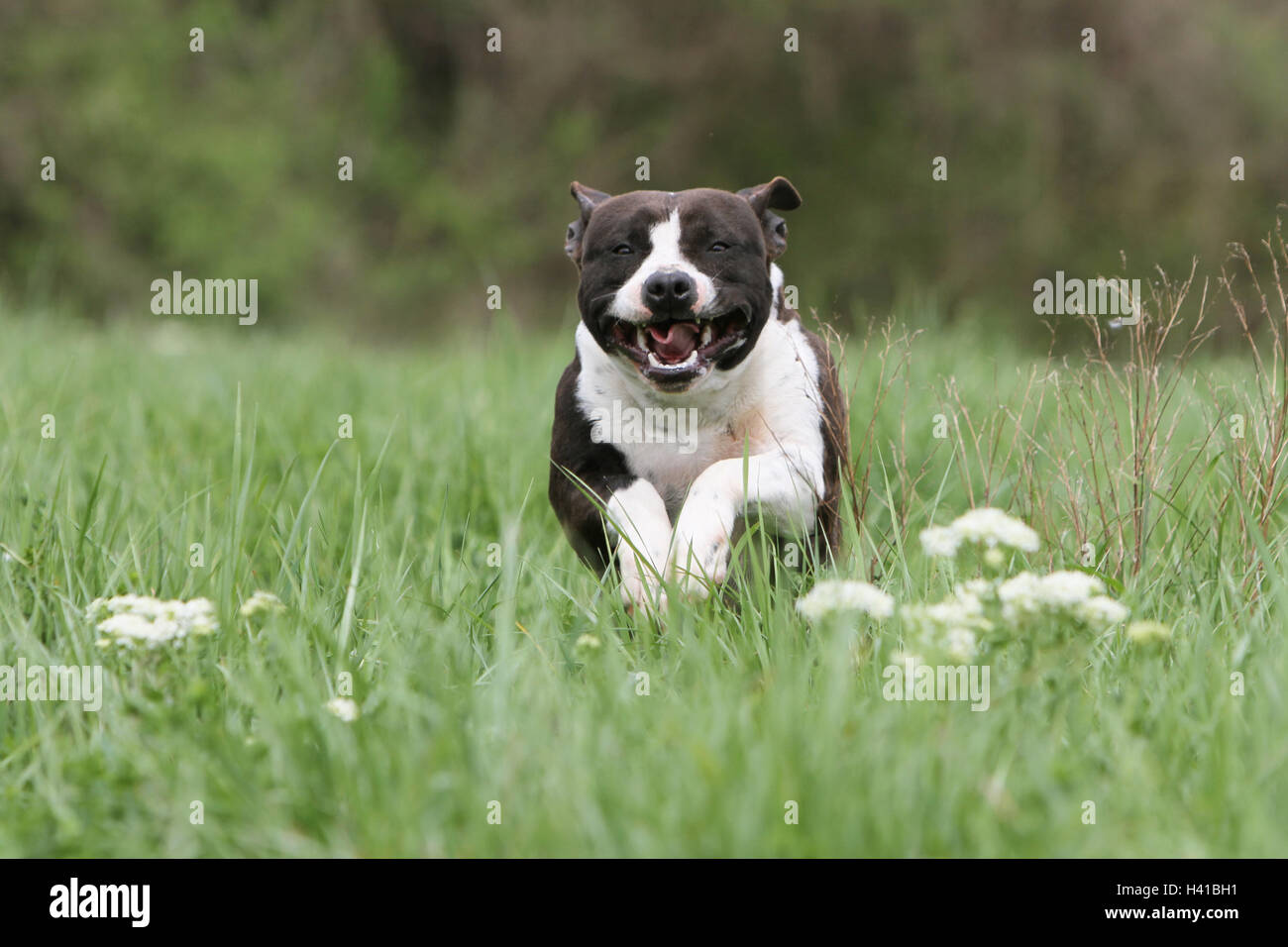 Dog American Staffordshire Terrier / Amstaff / adult running in a ...