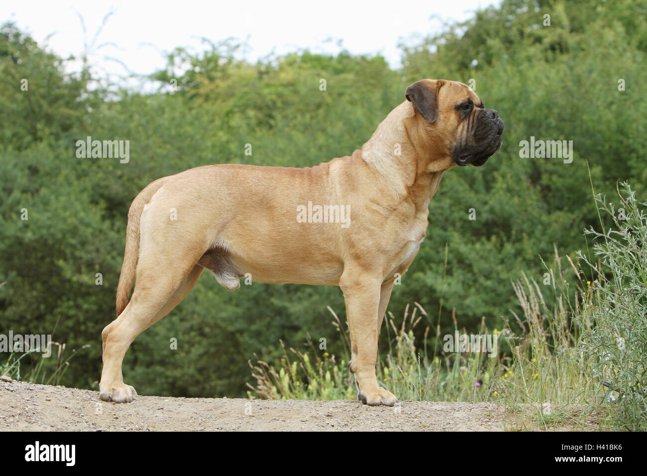 English mastiff hi-res stock photography and images - Alamy