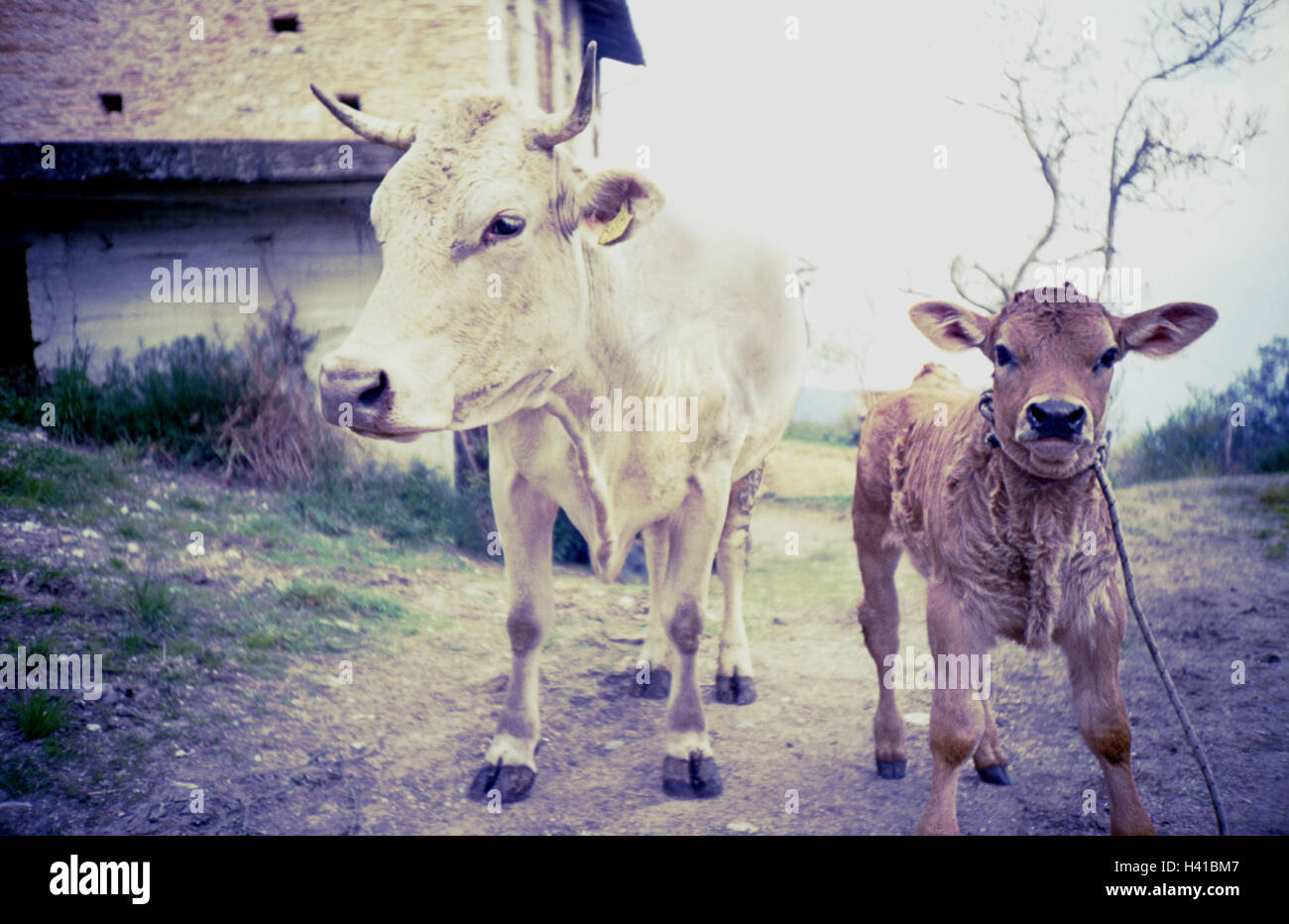 Agriculture, cow, calf, outside, Italy, Northern Italy, pets, benefit ...