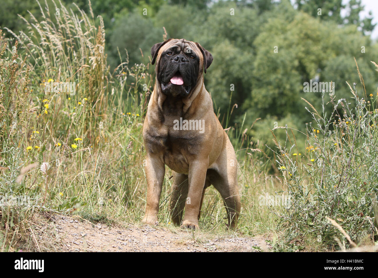 Fawn mastiff hi-res stock photography and images - Alamy