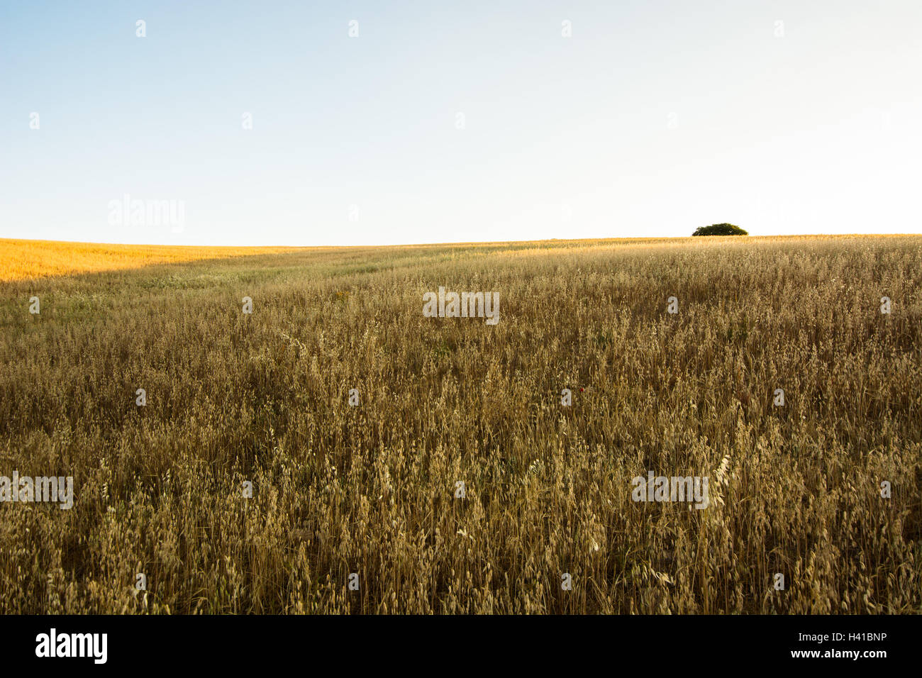 Wheat field at sunset with a lone tree at background Stock Photo - Alamy
