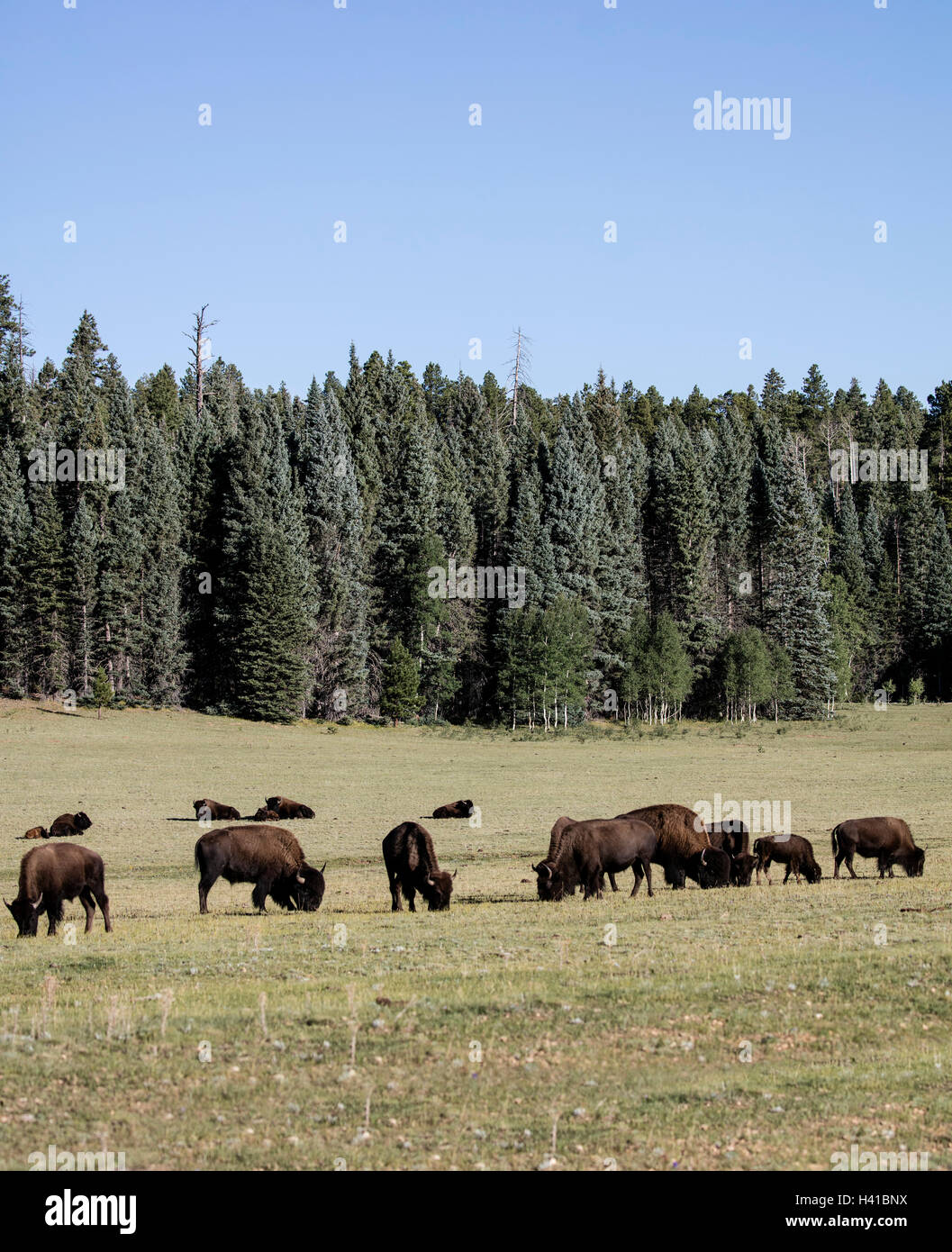American Bison on the Plains Stock Photo - Alamy