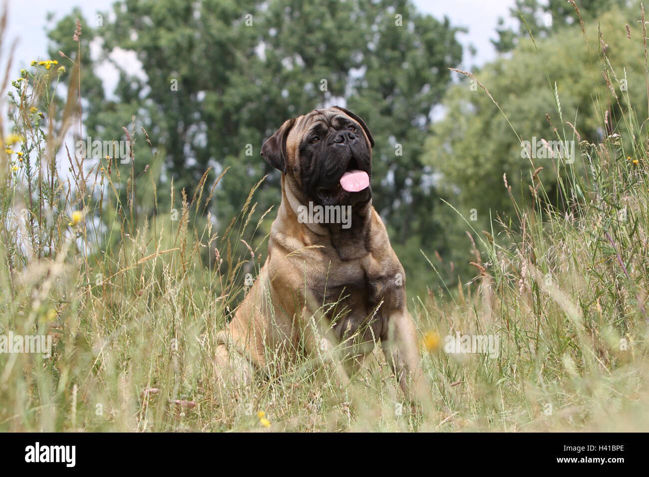 Dog bullmastiff adult sitting in hi-res stock photography and images ...