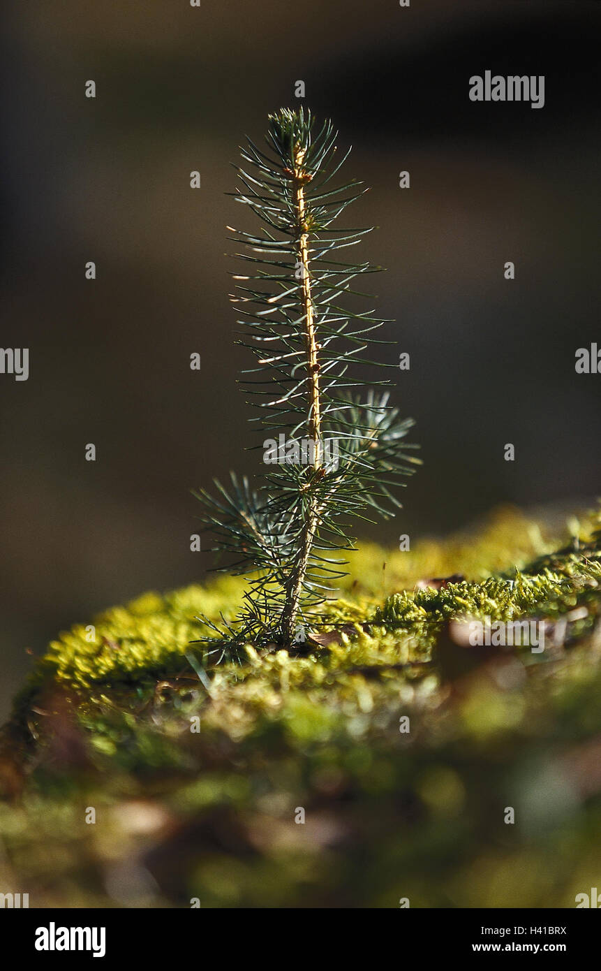 Moss, Tannenkeimling fir, Keimling, embryo, plant, conifer, nature ...