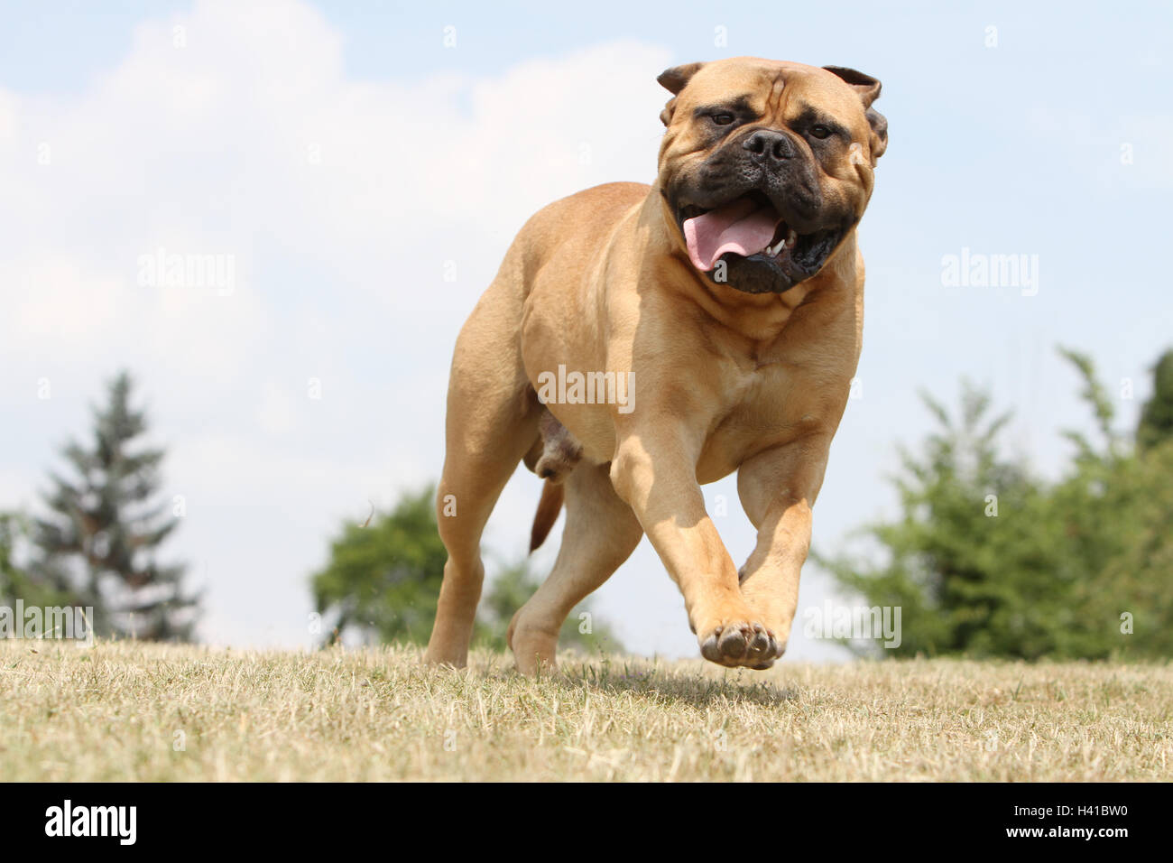 Bullmastiff Running High Resolution Stock Photography and Images - Alamy