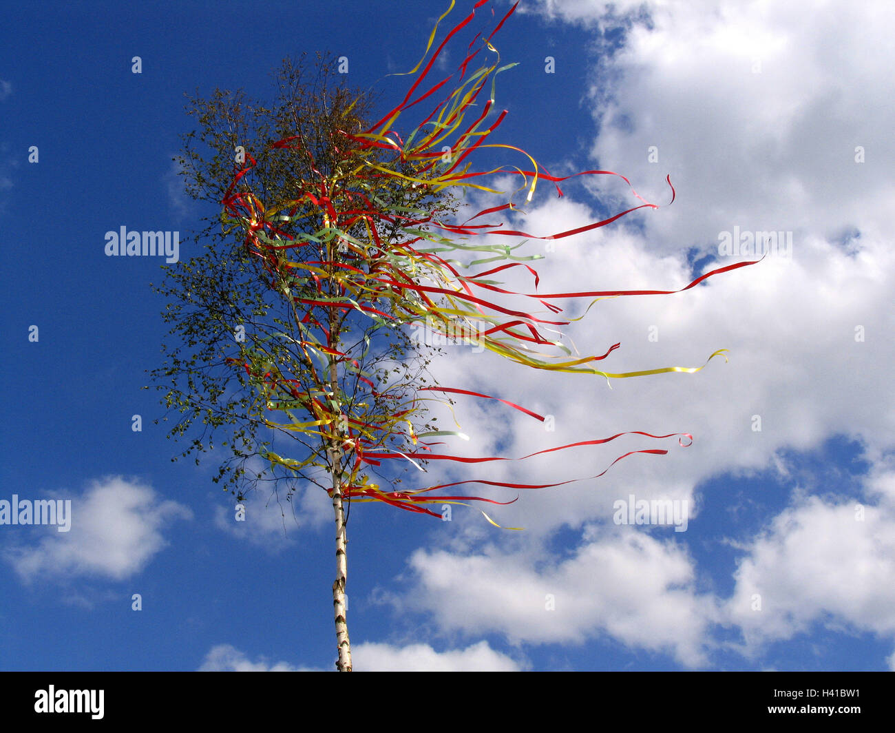 Birch, decorated, maypole, tree, tree jewellery, cords, brightly, wind ...