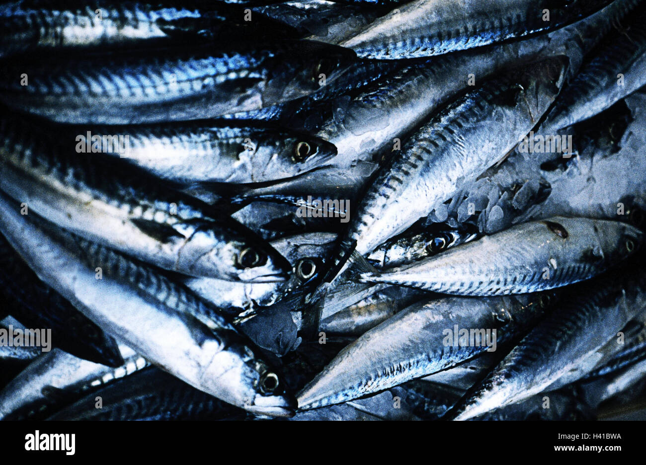 Food fish, mackerels, ice, Still life, fish, food, eat, saltwater fish ...