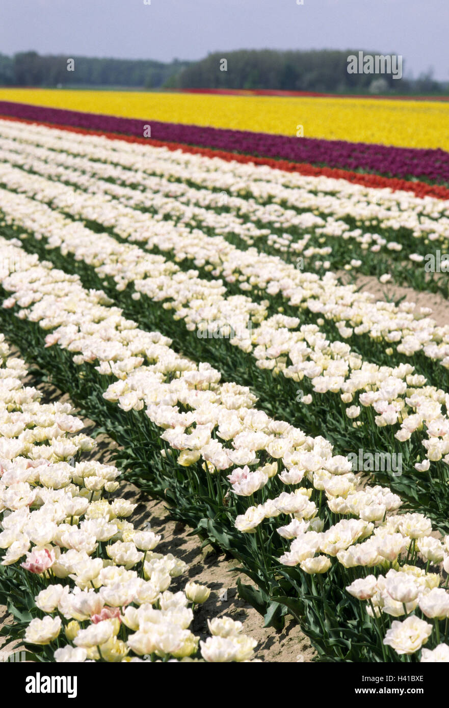 Tulip field, detail, tulips, blossoms, differently, Europe, Germany ...