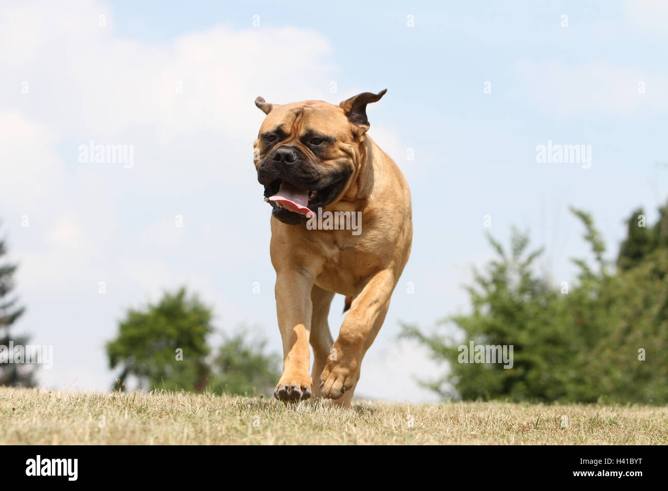 Bullmastiff running hi-res stock photography and images - Alamy