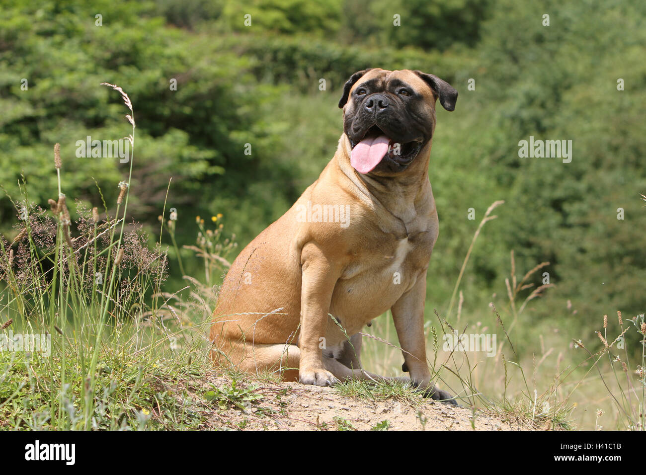 English mastiff hi-res stock photography and images - Alamy