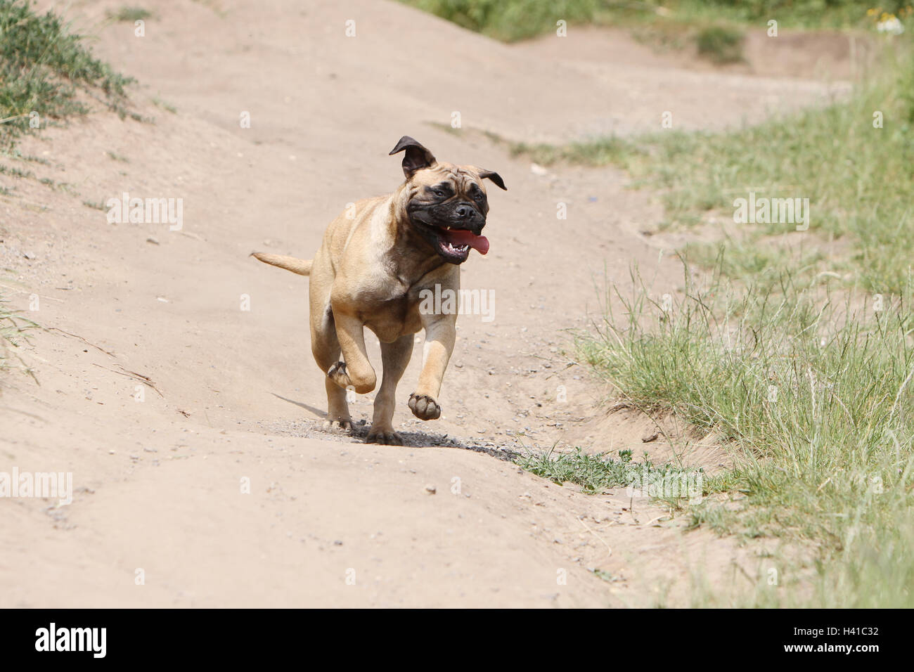 Bullmastiff dog / adult running in a meadow Stock Photo - Alamy