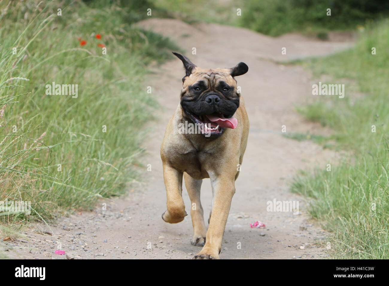 Bullmastiff Running High Resolution Stock Photography and Images - Alamy