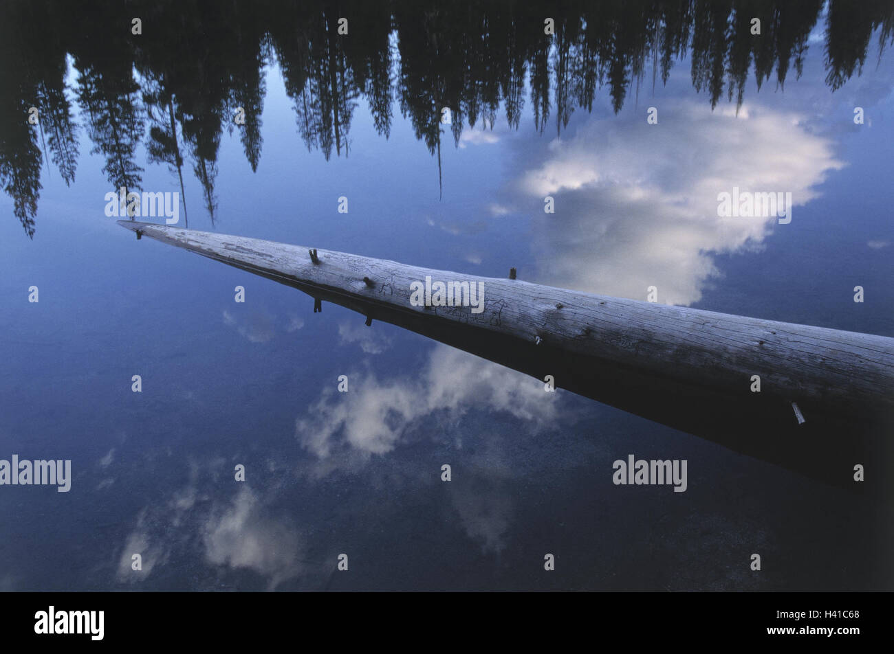 Trunk, water surface, mirroring, conifers nature, water mirroring ...
