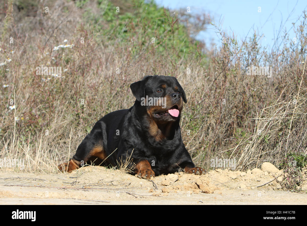Dog Rottweiler adult wild field lying down laying rest relax tired ...