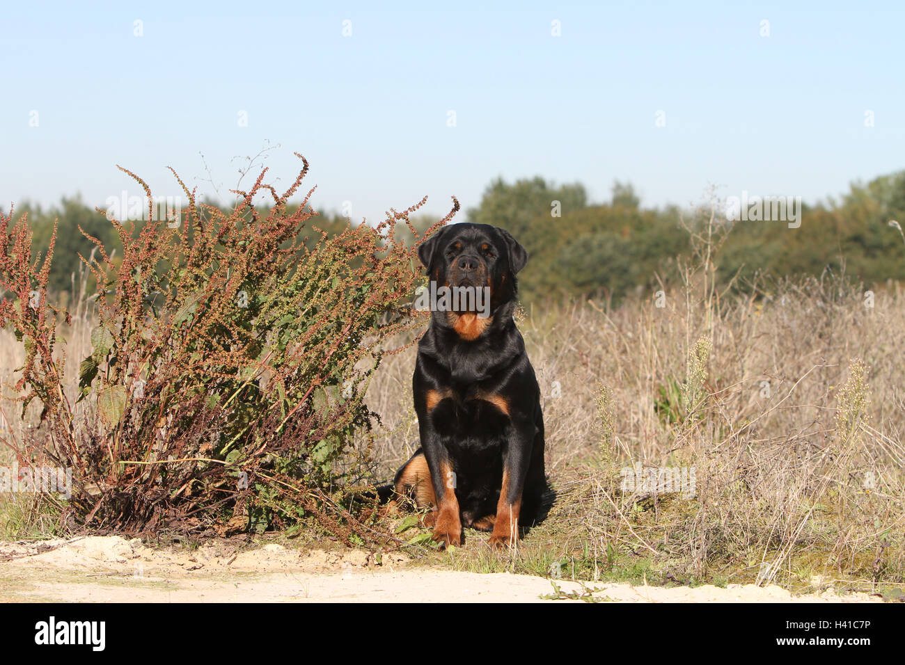 Dog Rottweiler adult wild field sit, sitting, seated, seat Stock Photo ...