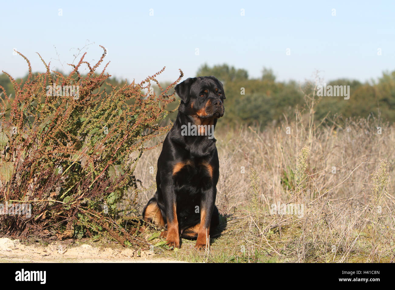 Dog Rottweiler adult wild field sit, sitting, seated, seat Stock Photo ...