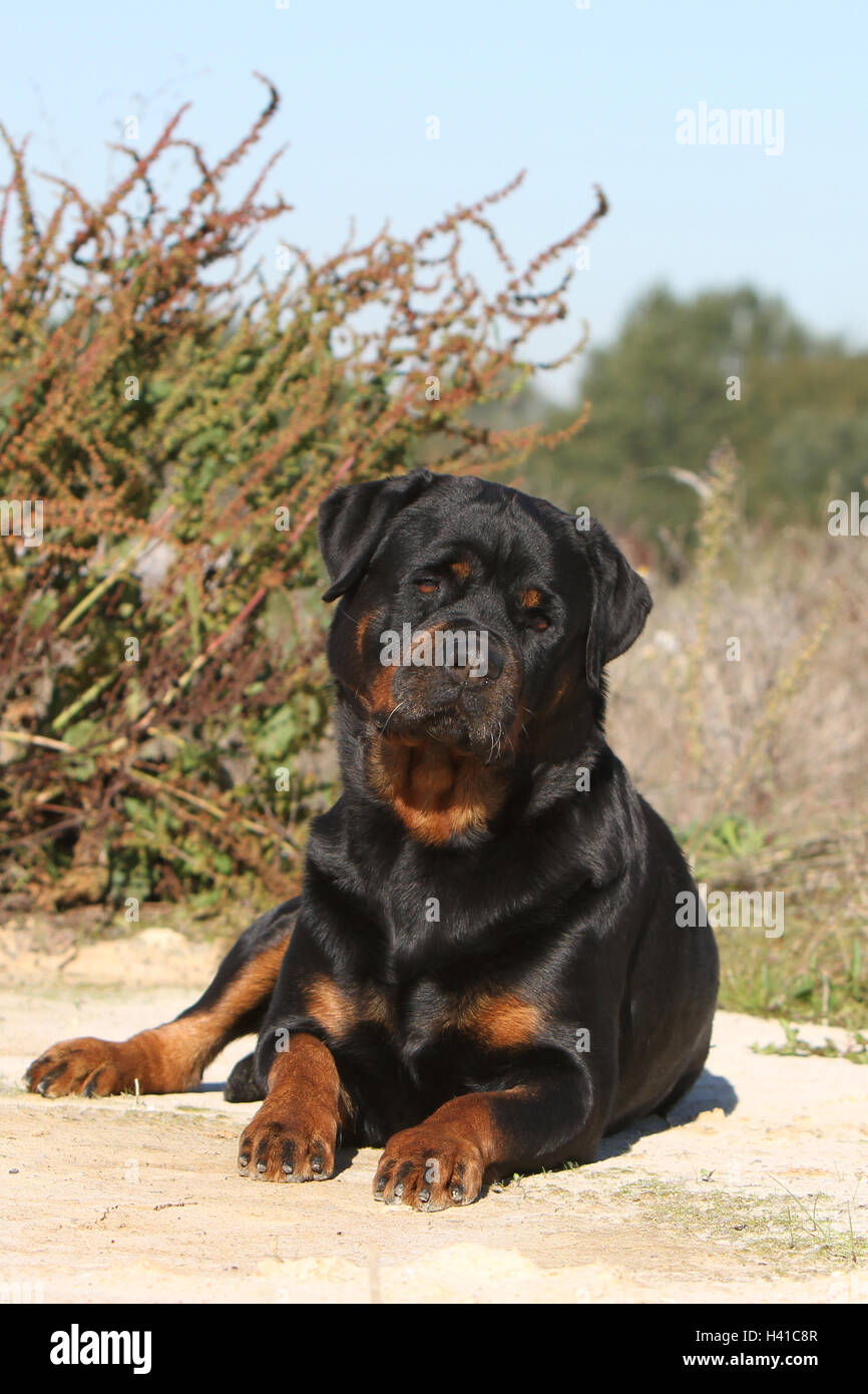 Dog Rottweiler adult dunes; dune; sand; plants; plant lying in the ...