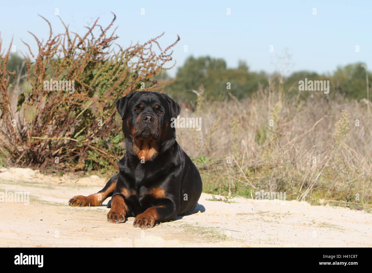 Dog Rottweiler adult dunes; dune; sand; plants; plant lying in the ...