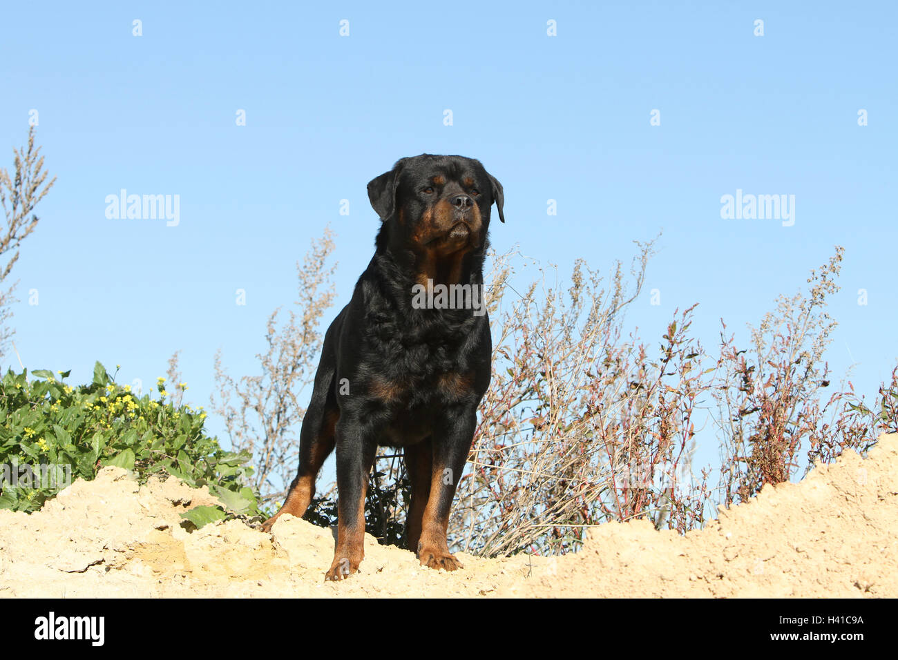 Dog rottweiler rot rott hi-res stock photography and images - Alamy